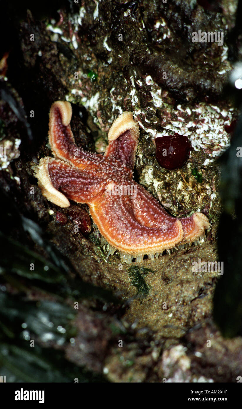 Starfish stranded in rock pools on the beach Stock Photo - Alamy
