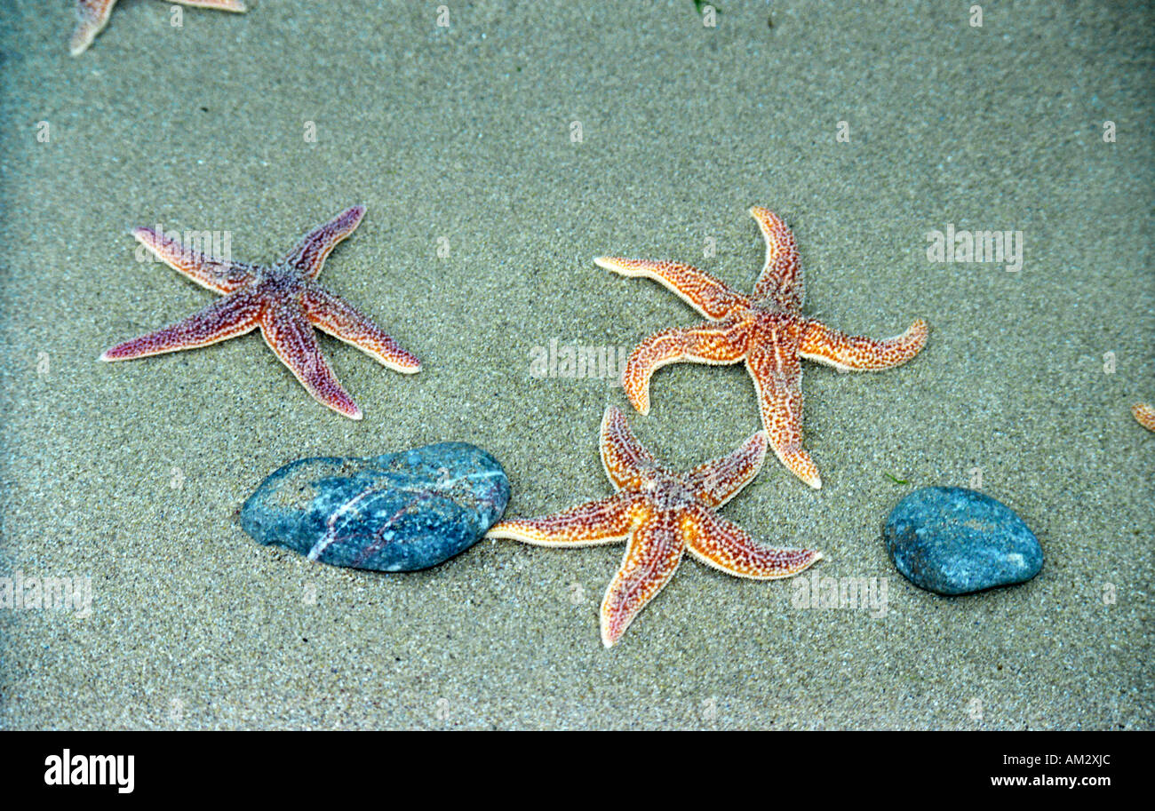 Welsh starfish hi-res stock photography and images - Alamy
