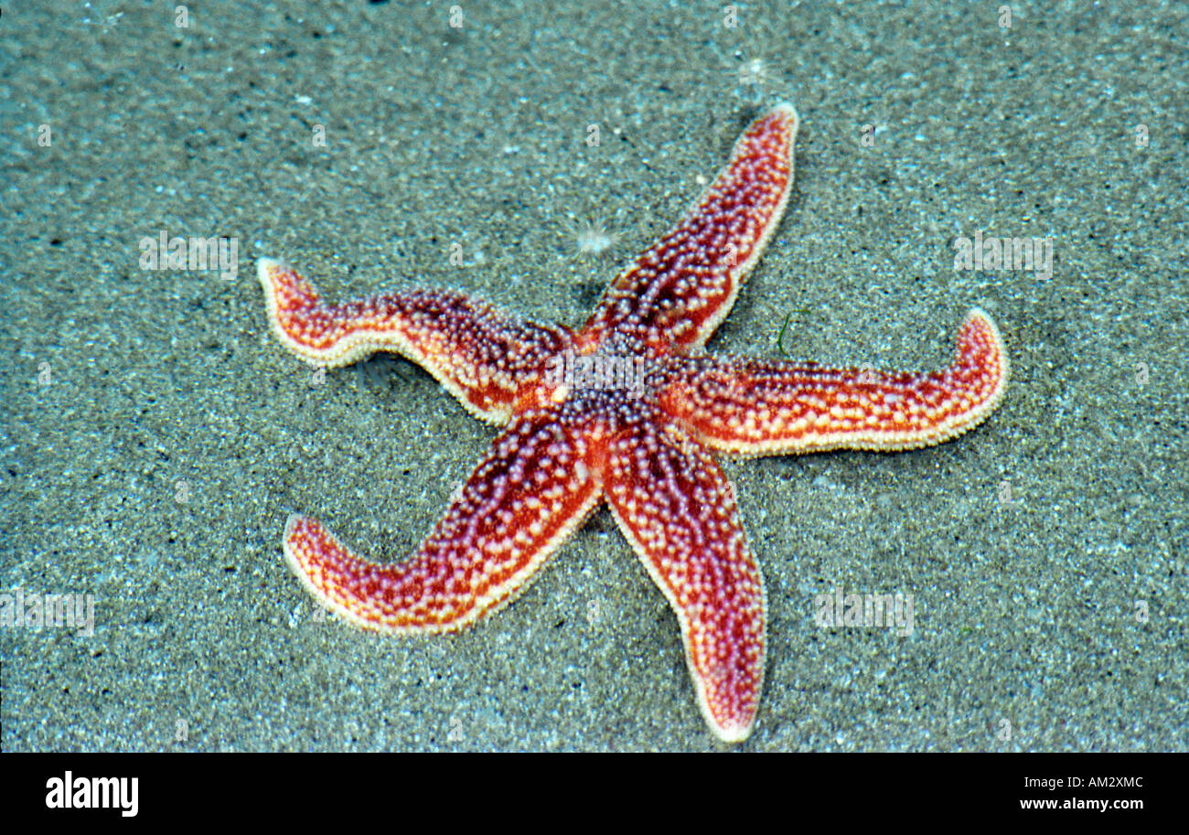 Starfish stranded in rock pools on the beach Stock Photo - Alamy