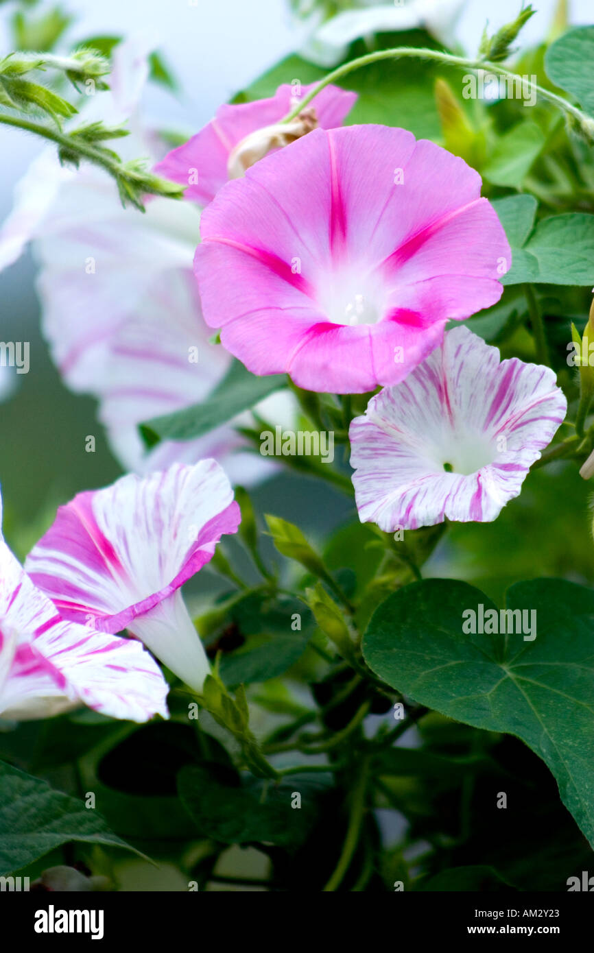 morning glory sun Stock Photo - Alamy
