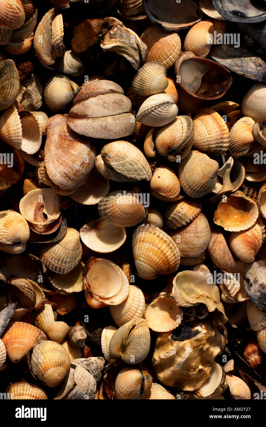 Study of shells hi-res stock photography and images - Alamy