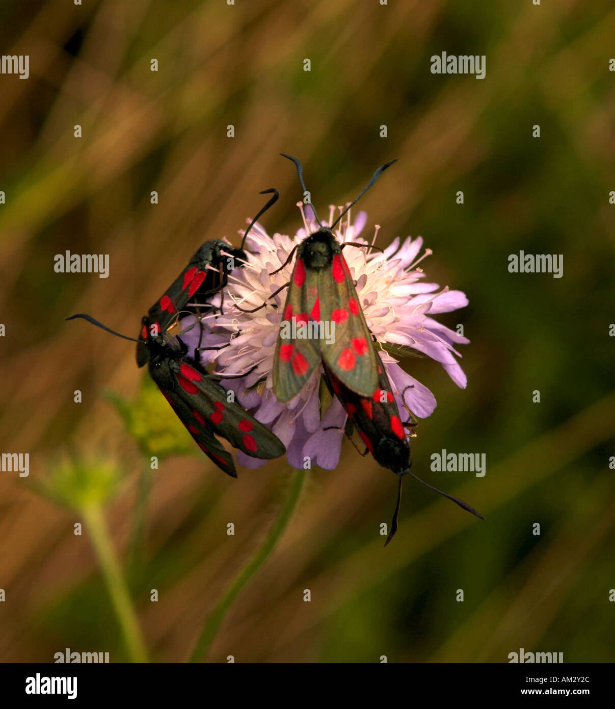 Red Spot Burnet Moths Stock Photo - Alamy
