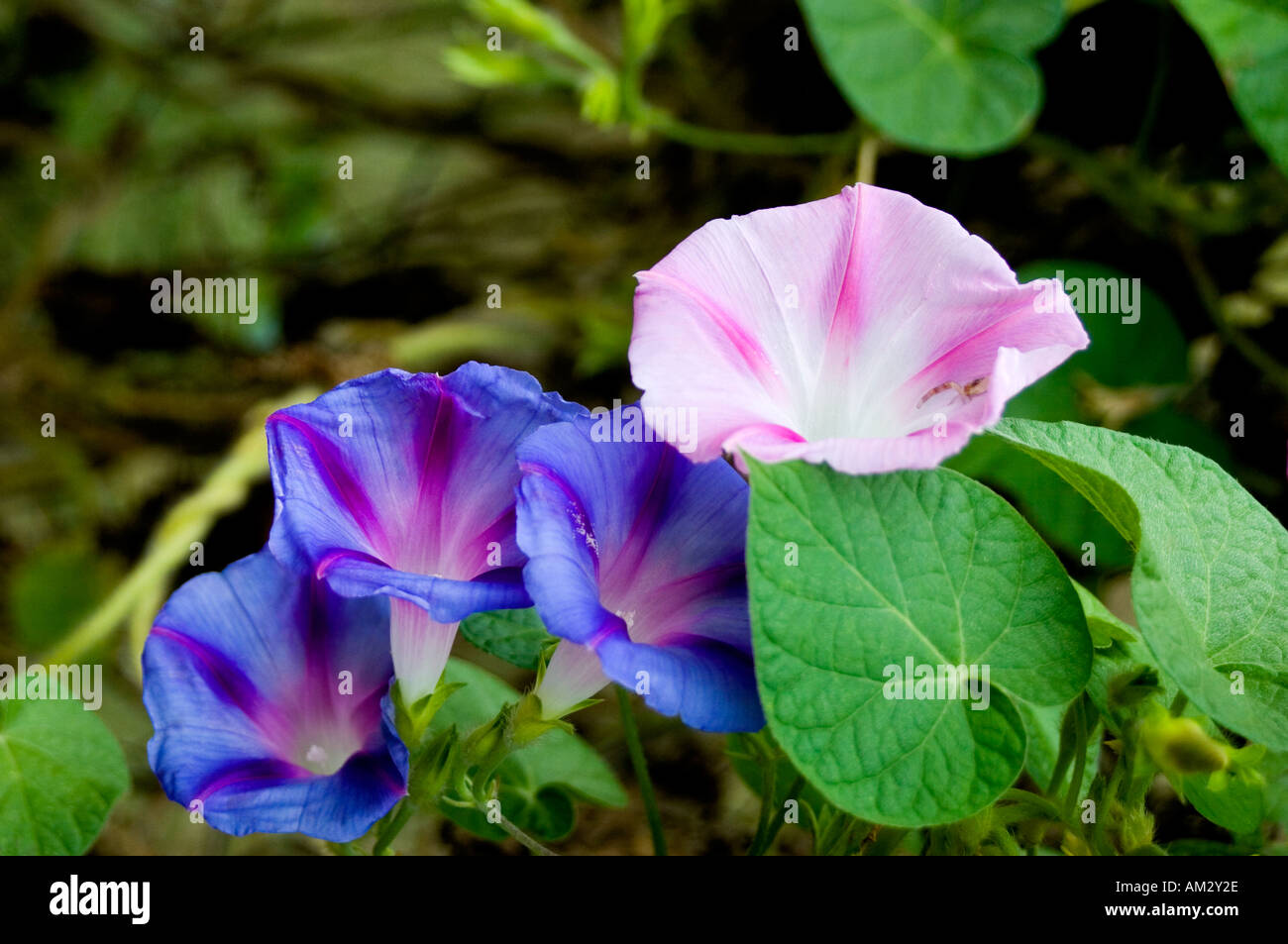 morning glory sun 2 Stock Photo - Alamy