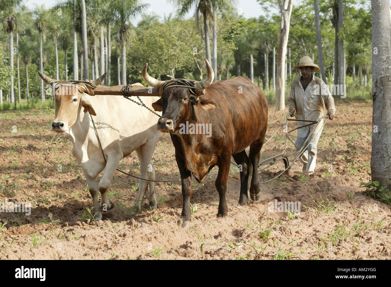 Animals to plow the fields hi-res stock photography and images - Alamy