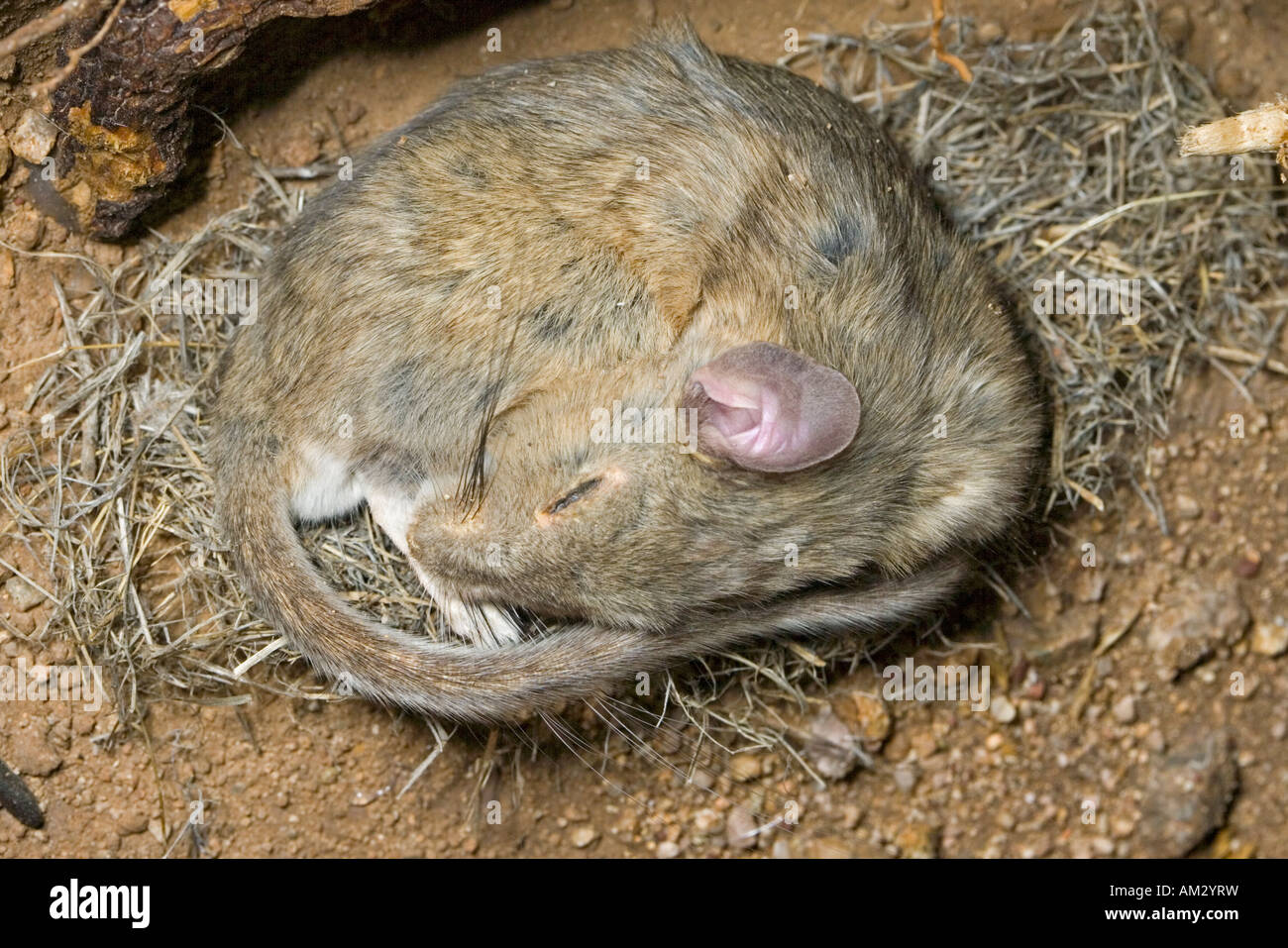 The rat pack hi-res stock photography and images - Alamy