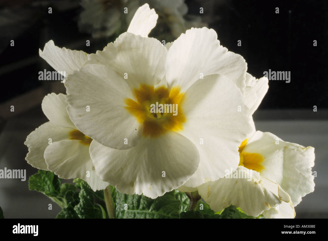 White Flower 1 Stock Photo - Alamy