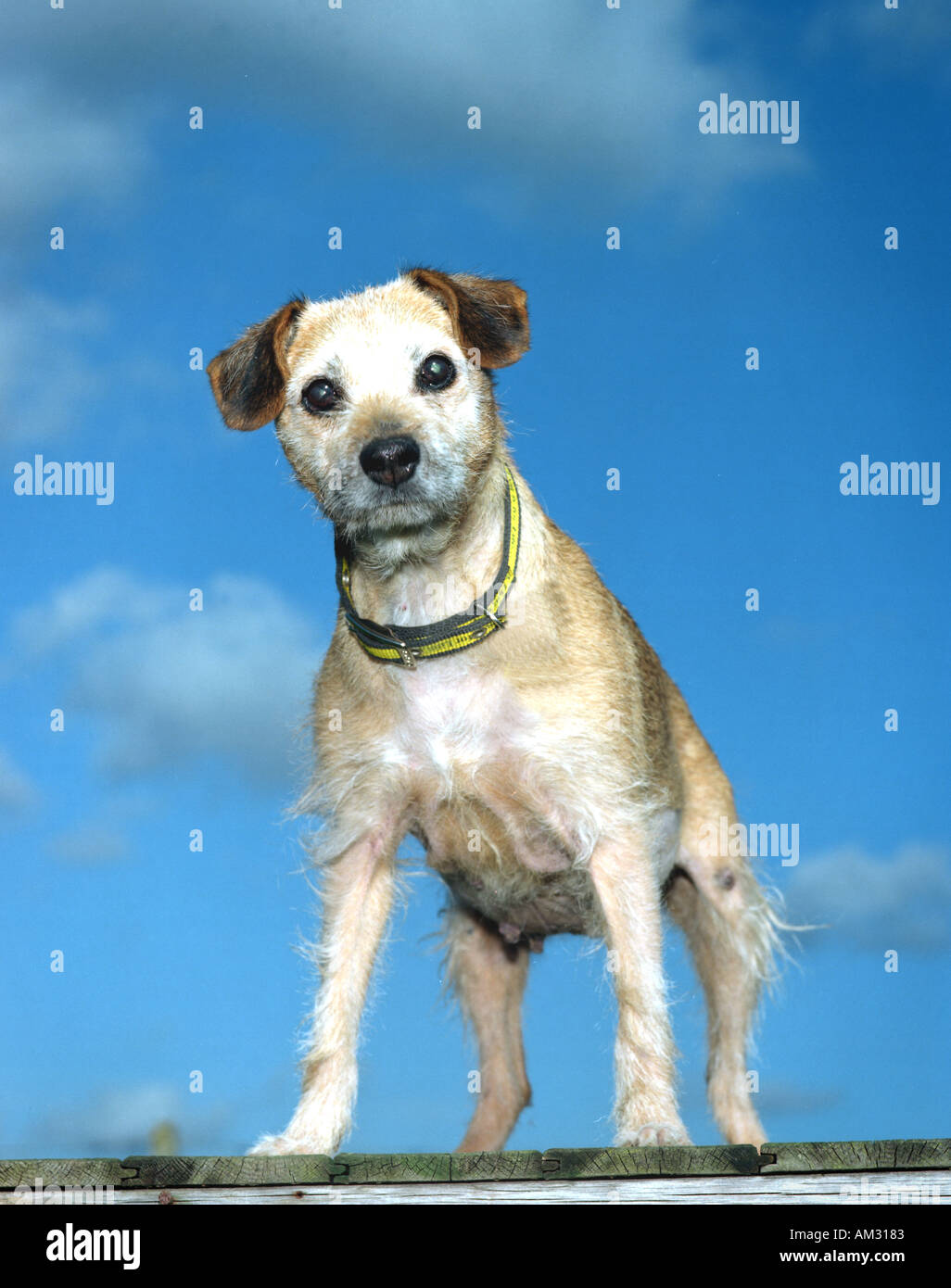 Inquisitive dog hi-res stock photography and images - Alamy