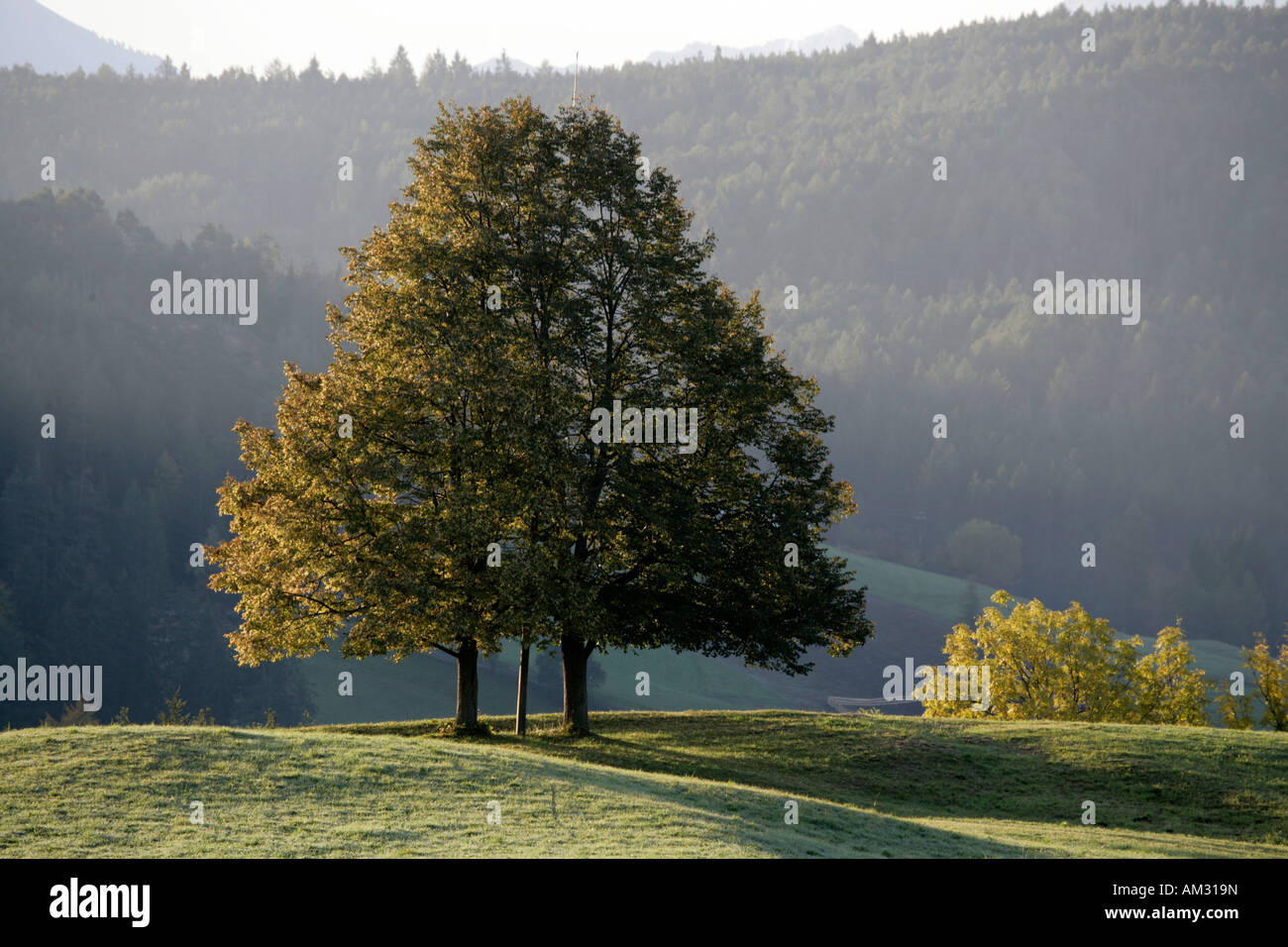 Twin lime trees, South Tyrol, Italy Stock Photo - Alamy
