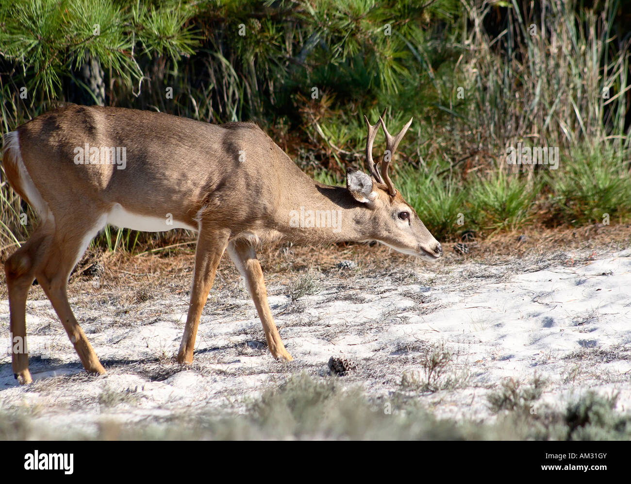 White-tailed Deer (Odocoileus virginianus), Assateague Island National ...