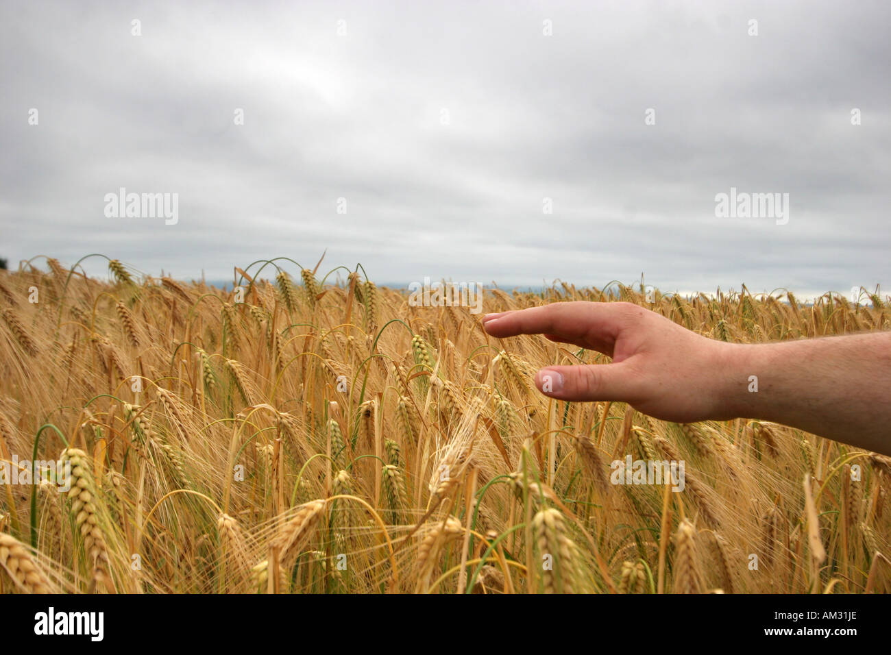 Hand wheat field hi-res stock photography and images - Alamy