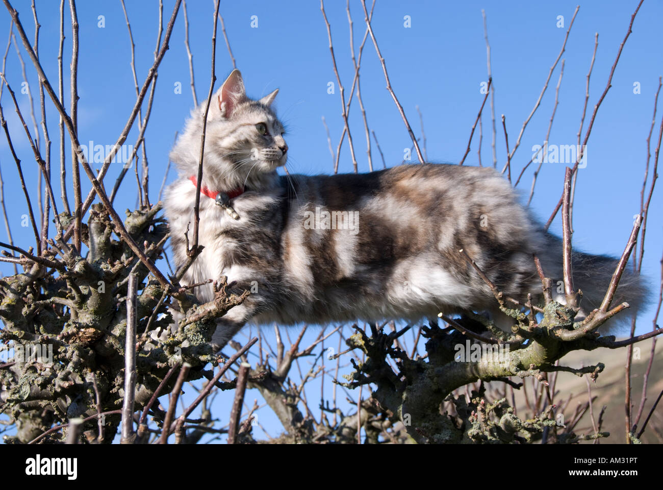 Norwegian Forest Cat High Resolution Stock Photography and Images - Alamy