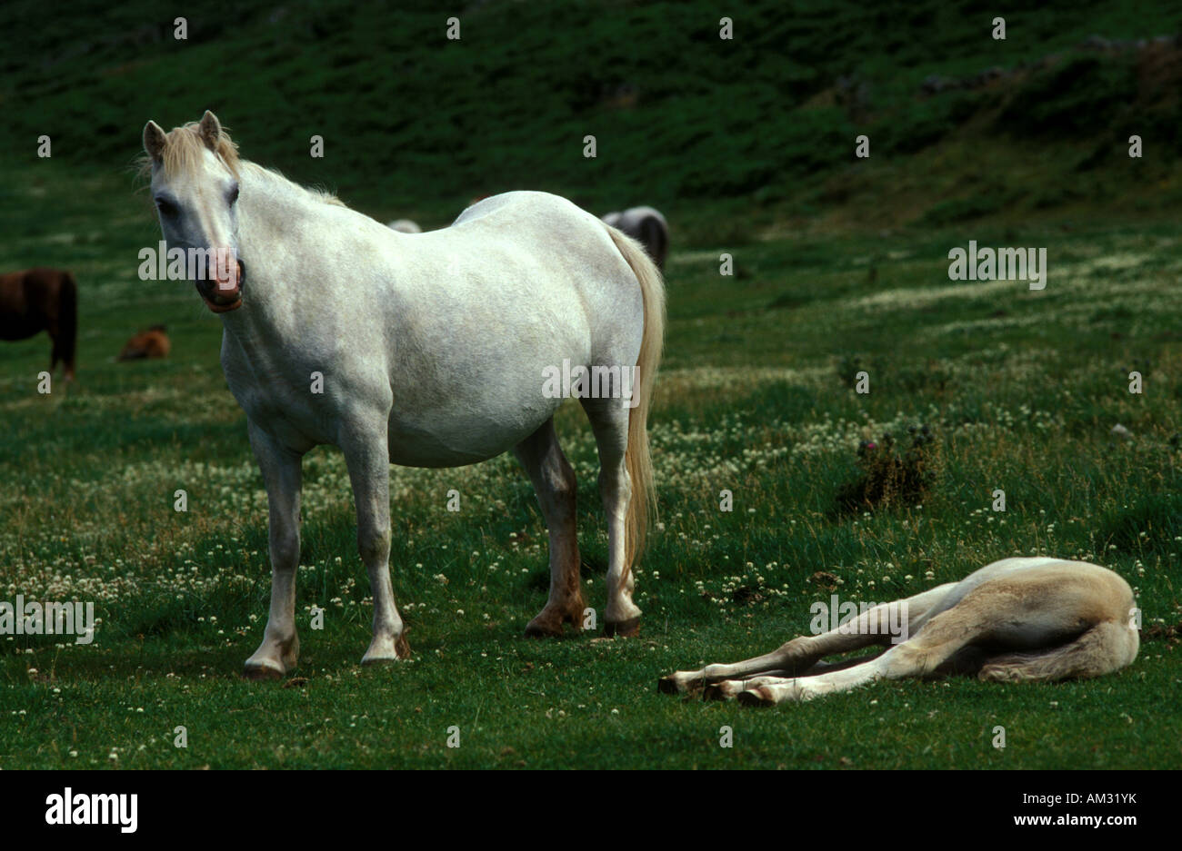 Gower horses and ponies Stock Photo - Alamy