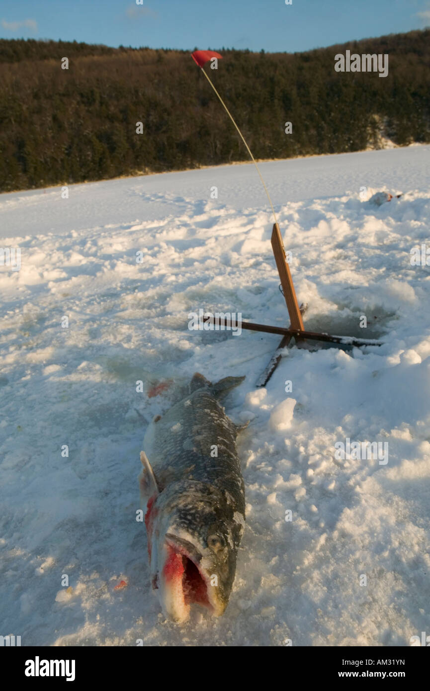 Tipup hi-res stock photography and images - Alamy