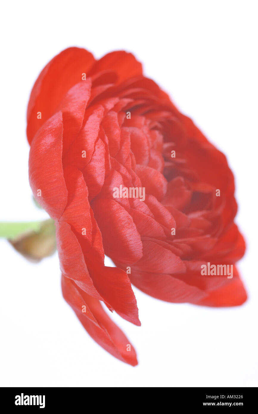 Sole plant hi-res stock photography and images - Alamy