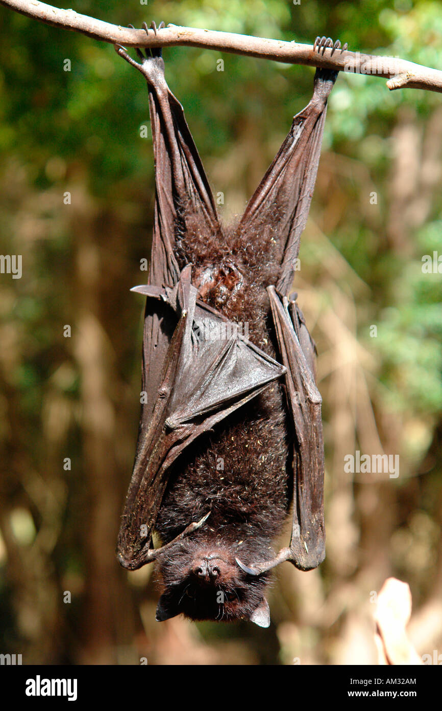 Fruitbat hi-res stock photography and images - Alamy