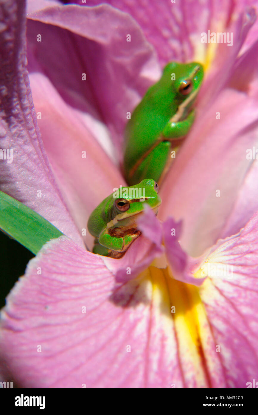 australian dwarf green treefrogs sitting in a purple iris flower Stock ...