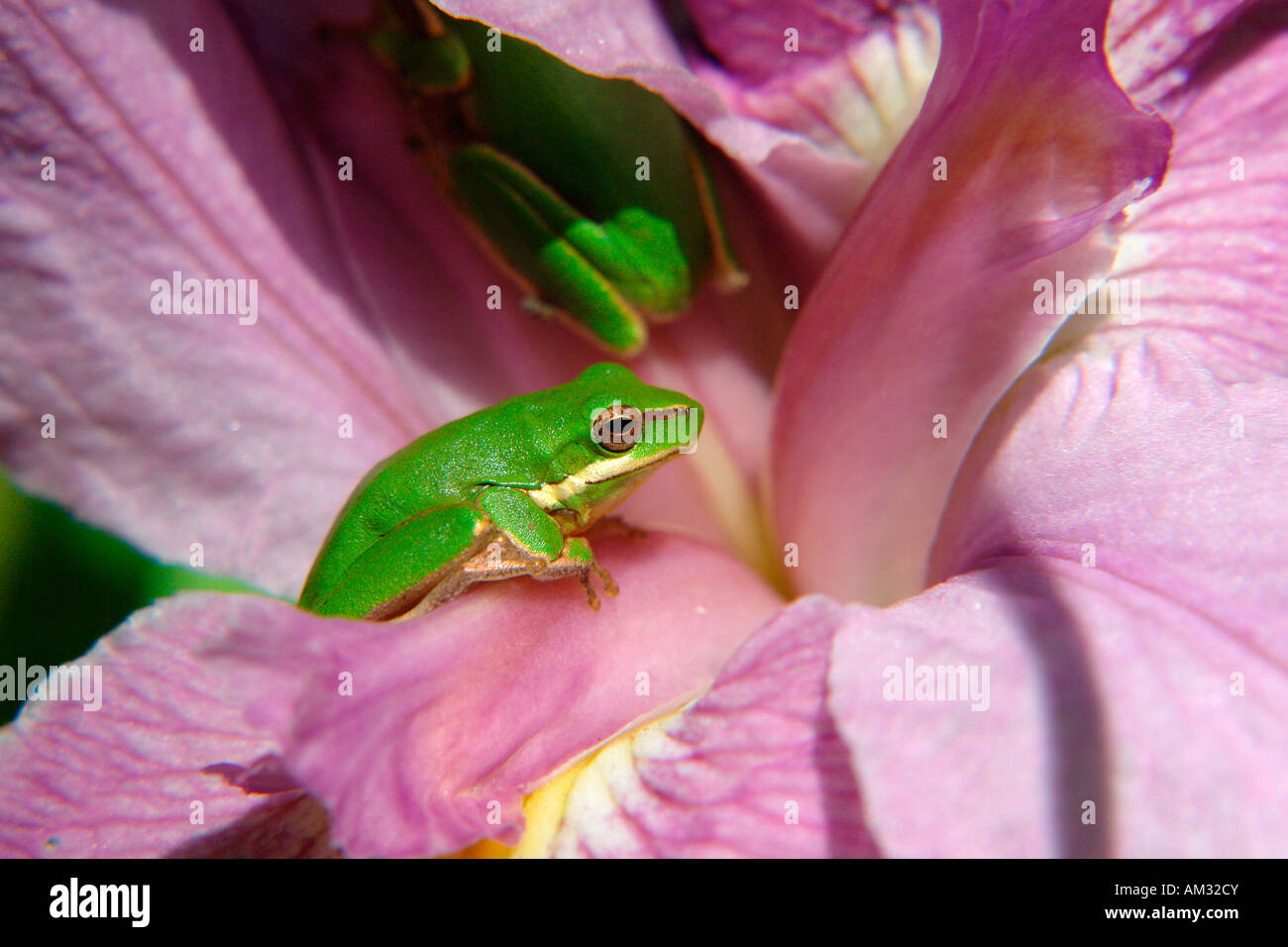 australian dwarf green treefrogs sitting in a purple iris flower Stock ...