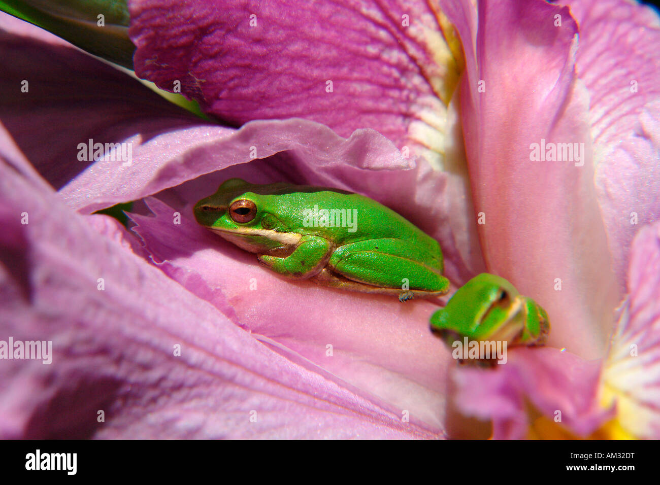 australian dwarf green treefrogs sitting in a purple iris flower Stock ...