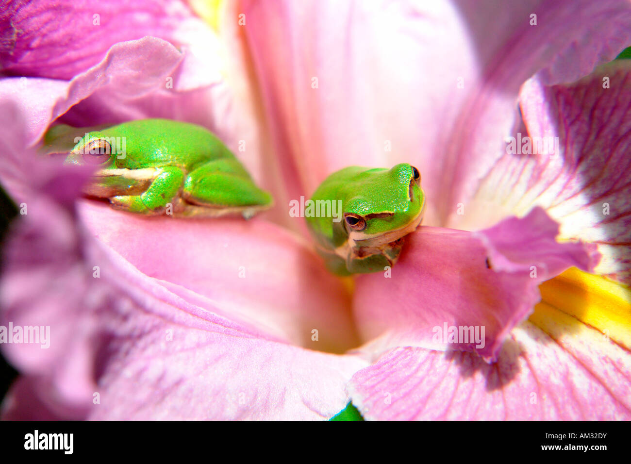 Australian tree frog dwarf hi-res stock photography and images - Alamy