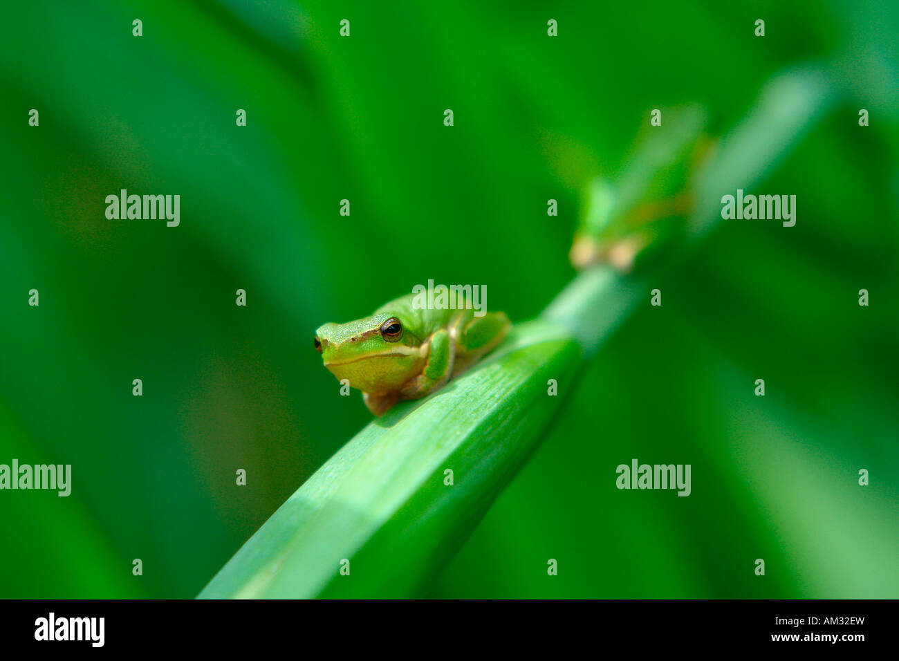 Australian amphibian hi-res stock photography and images - Alamy