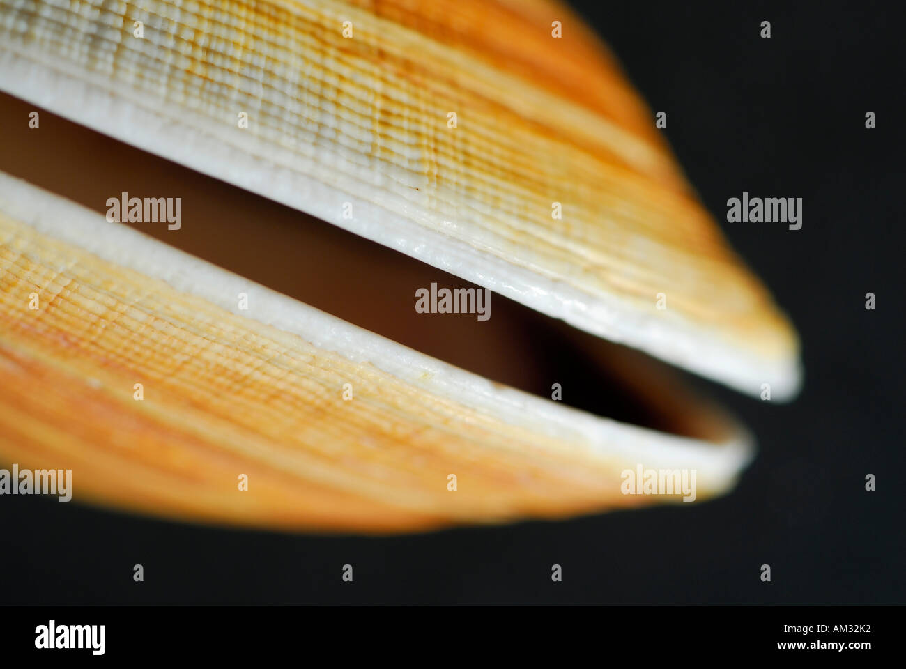 cockle sea shell Stock Photo - Alamy
