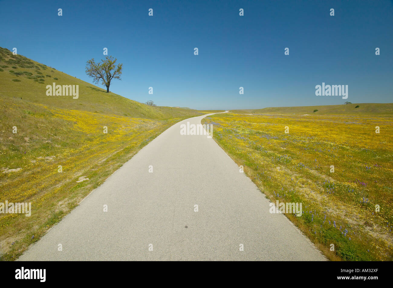 A lone tree on the side of the road surrounded by spring flowers off of ...