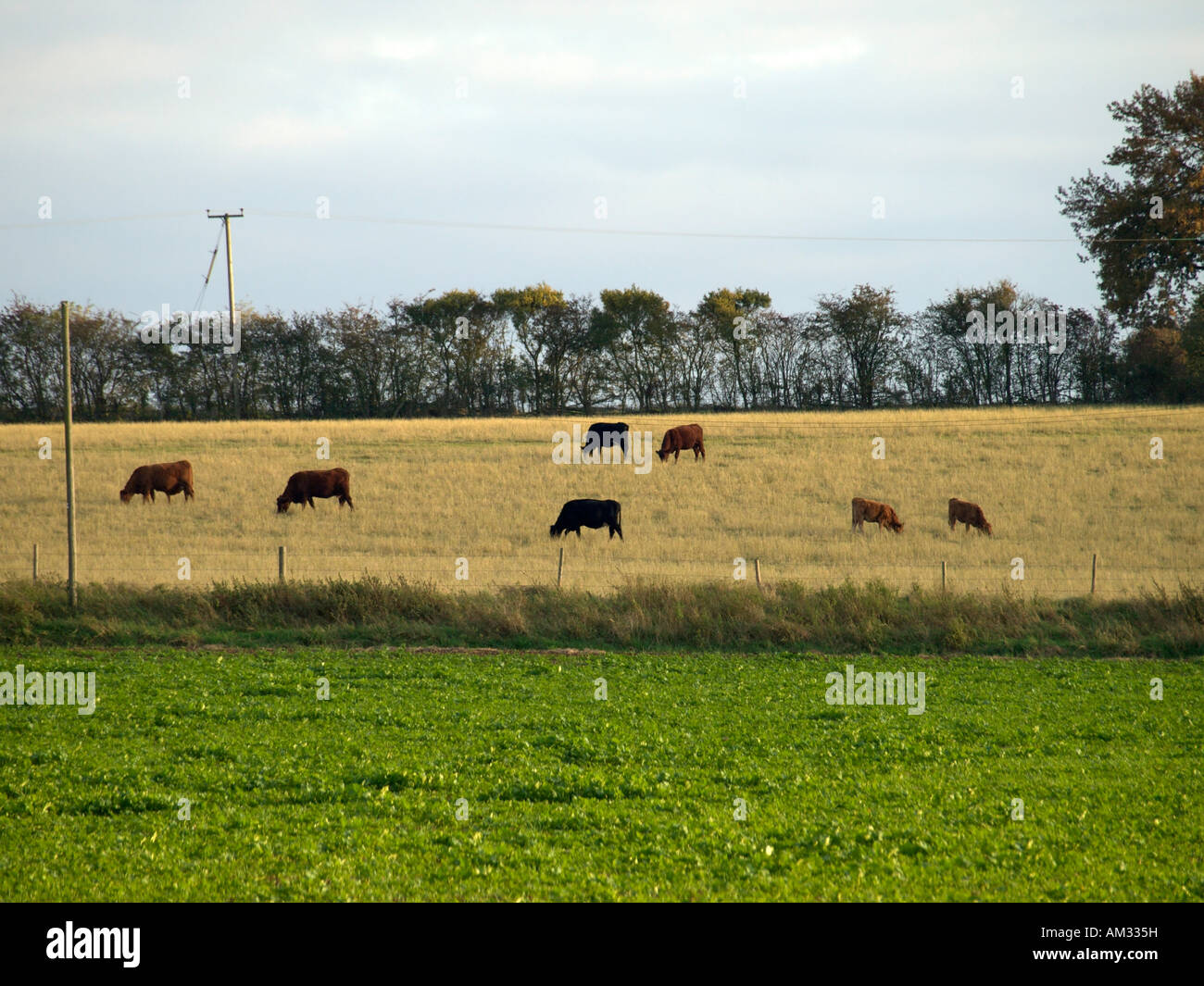 cattle in field farmland countryside Stock Photo - Alamy