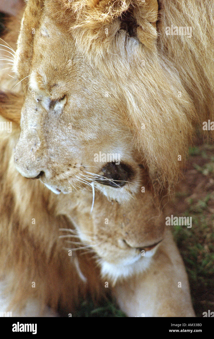 Lion from Tanzania Stock Photo - Alamy