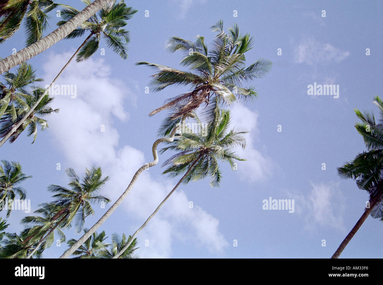 Twisted Palm Trees of Zanzibar Stock Photo - Alamy