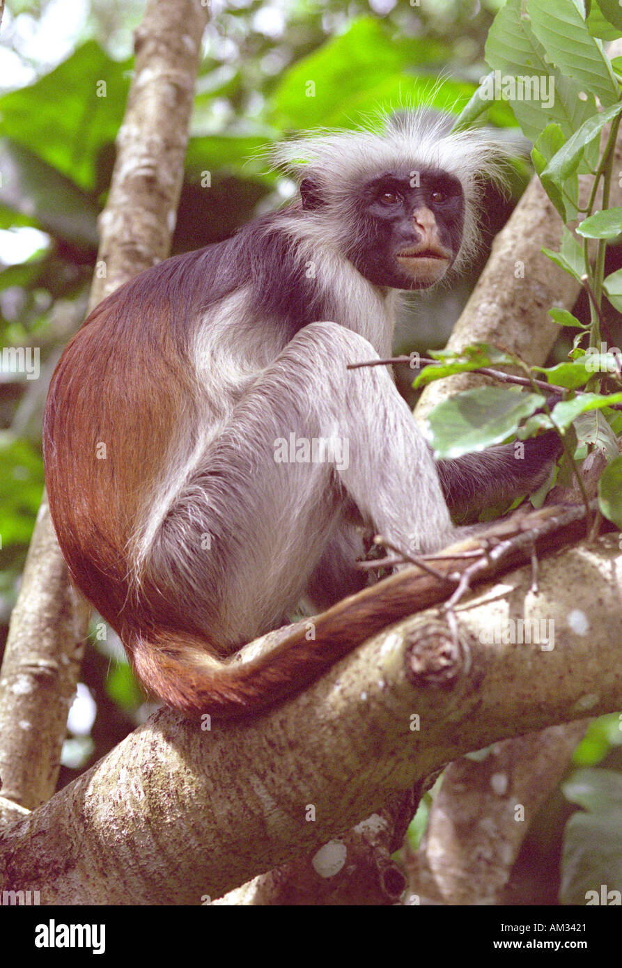 Red Colobus Monkeys of Zanzibar Tanzania Stock Photo - Alamy