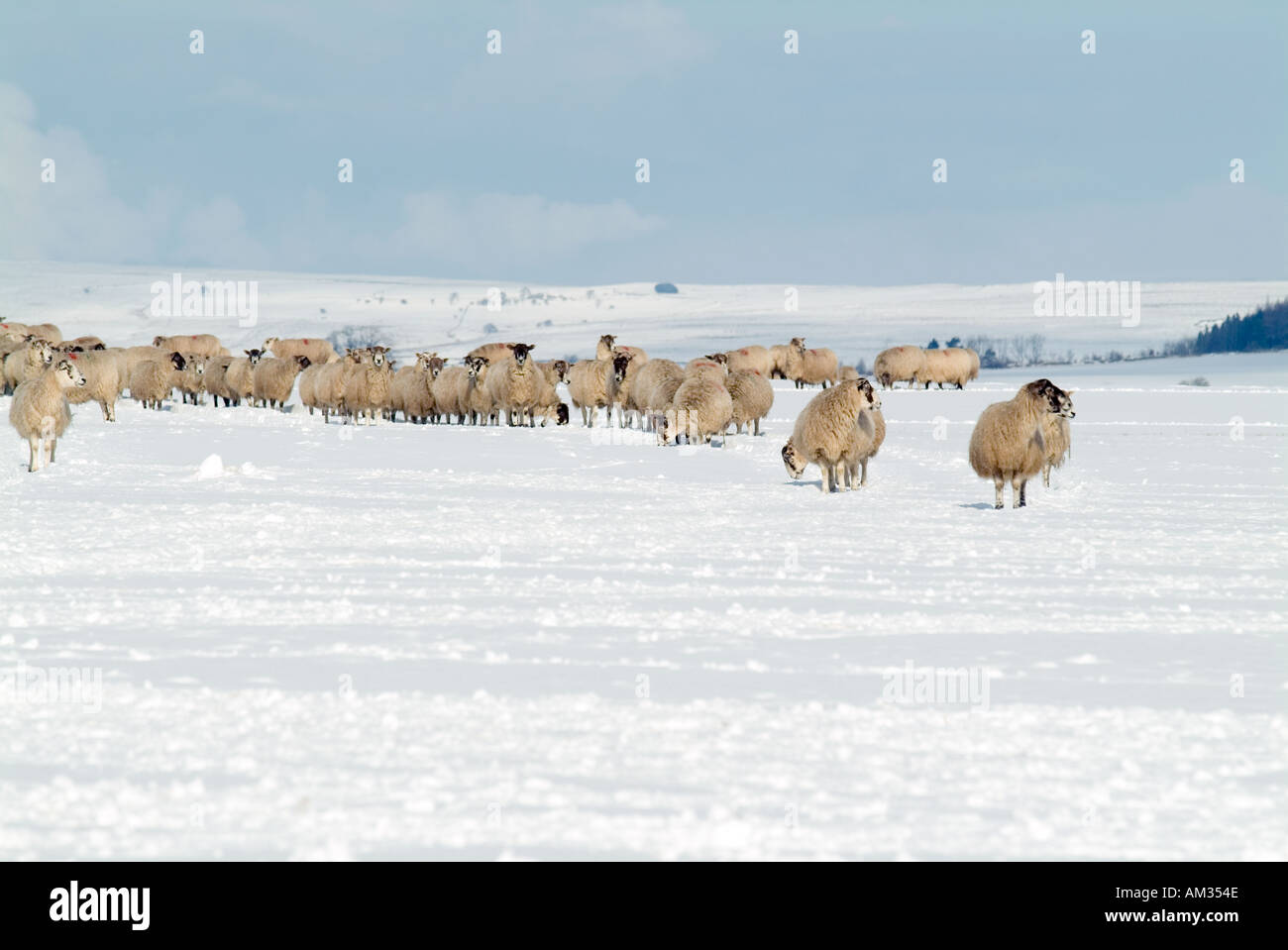 sheep in snow in the north yorkshire moors wilderness wild cold winter ...