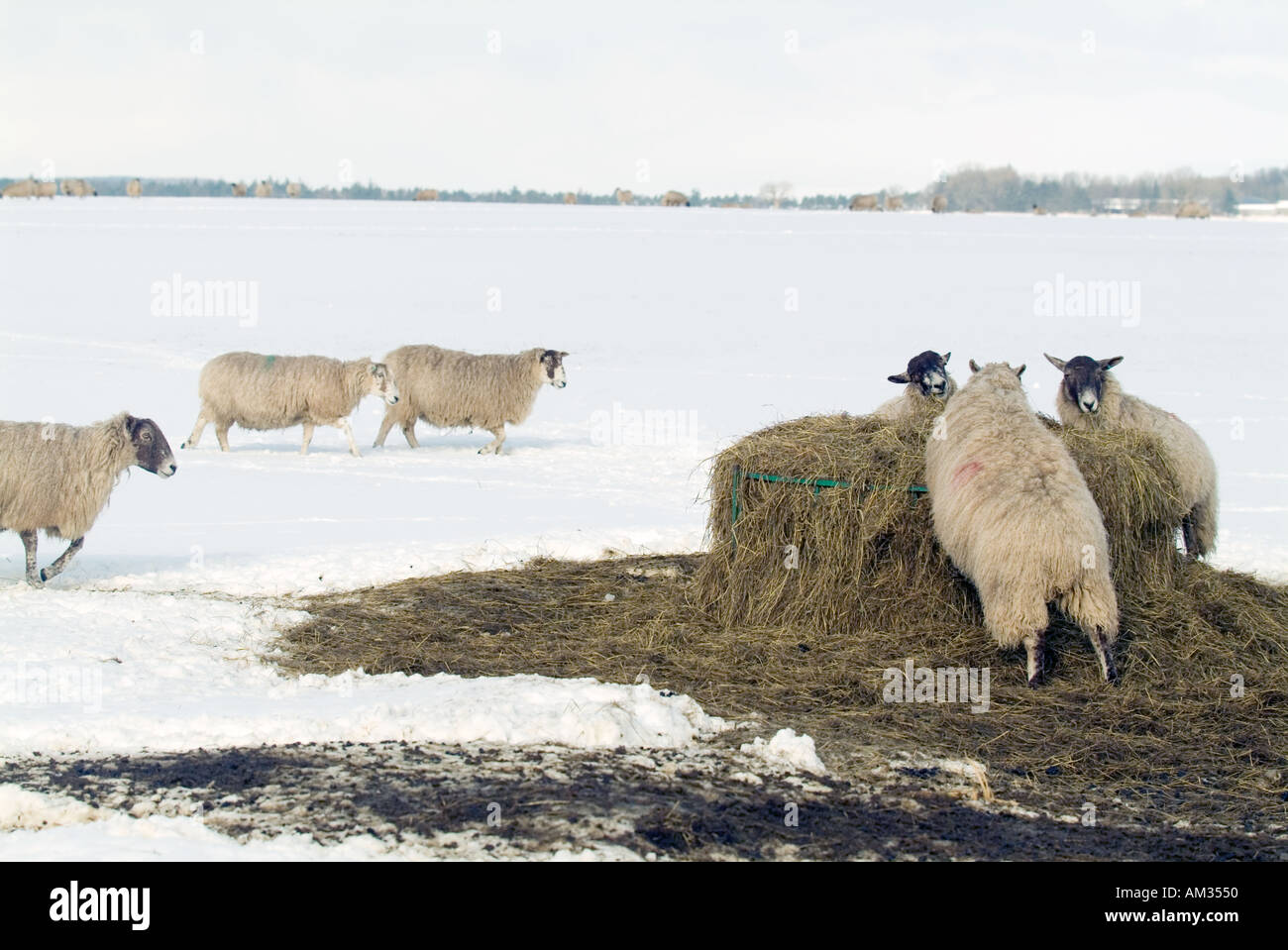 sheep in snow in the north yorkshire moors wilderness wild cold winter ...