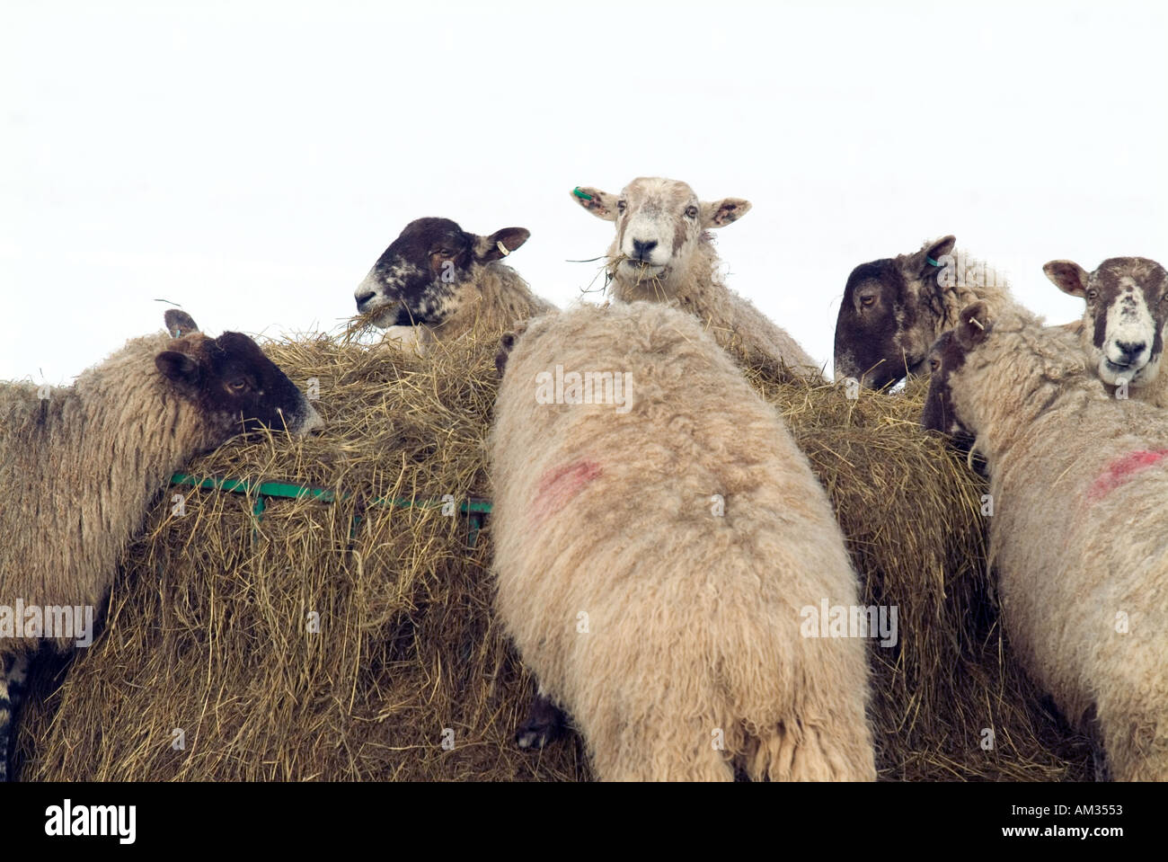 sheep in snow in the north yorkshire moors wilderness wild cold winter ...