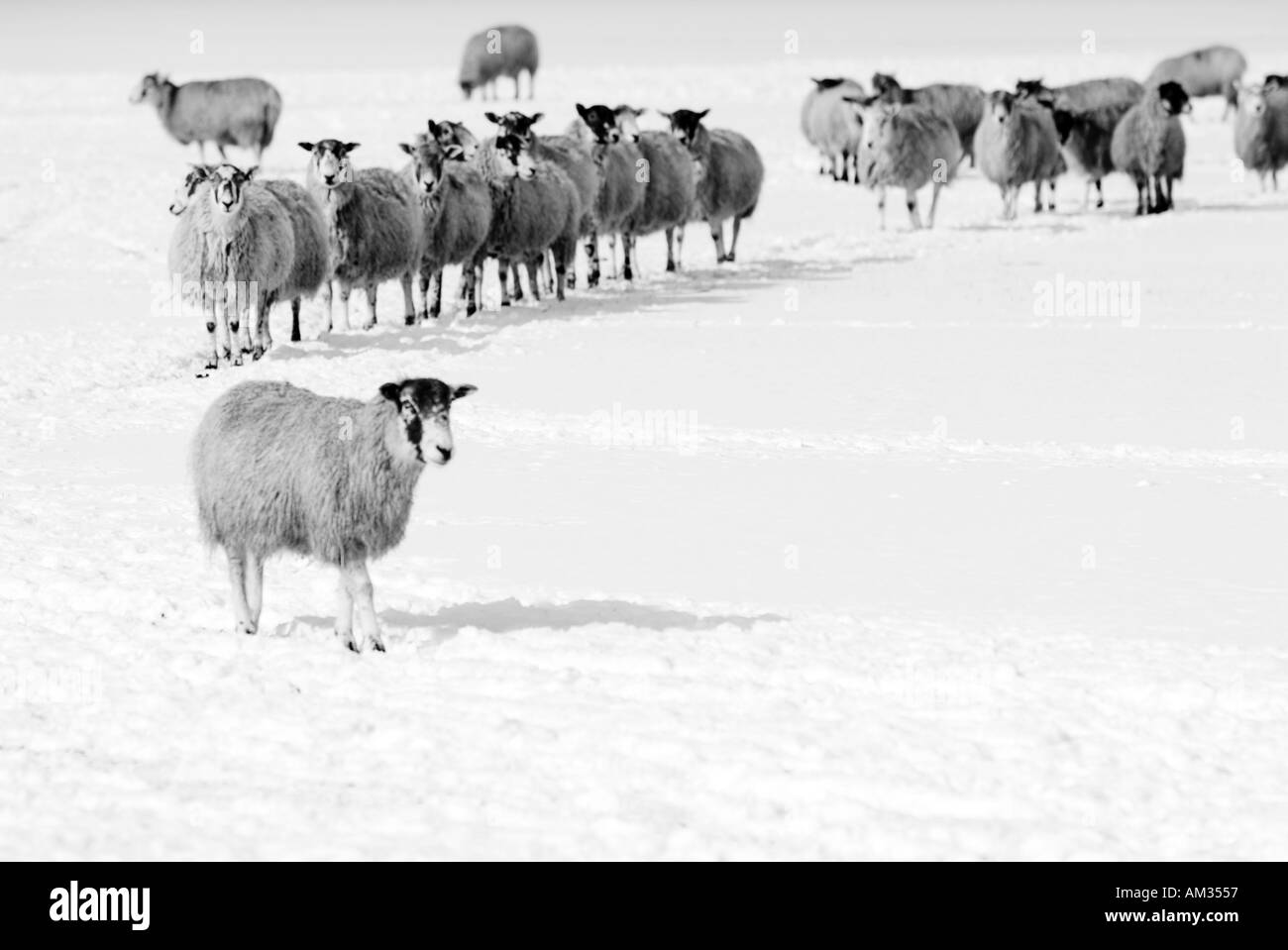 sheep in snow in the north yorkshire moors wilderness wild cold winter ...