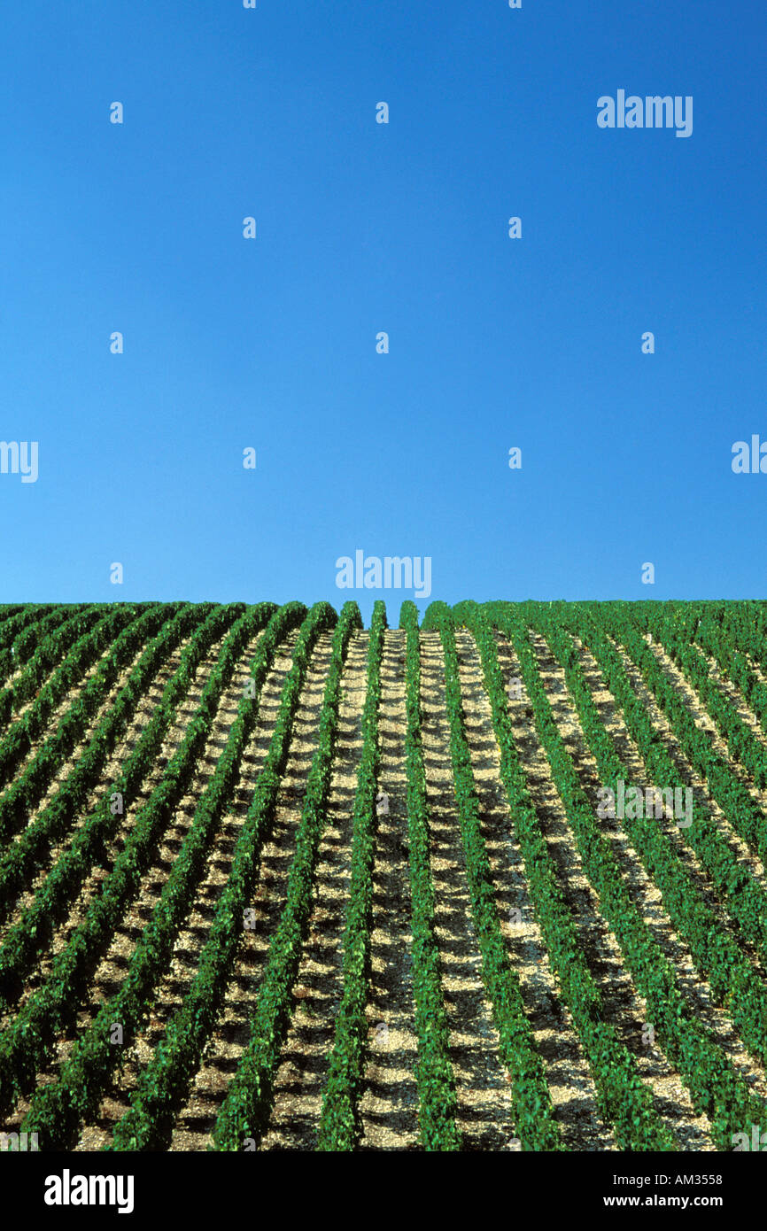 Typical french wine production landscape hi-res stock photography and ...
