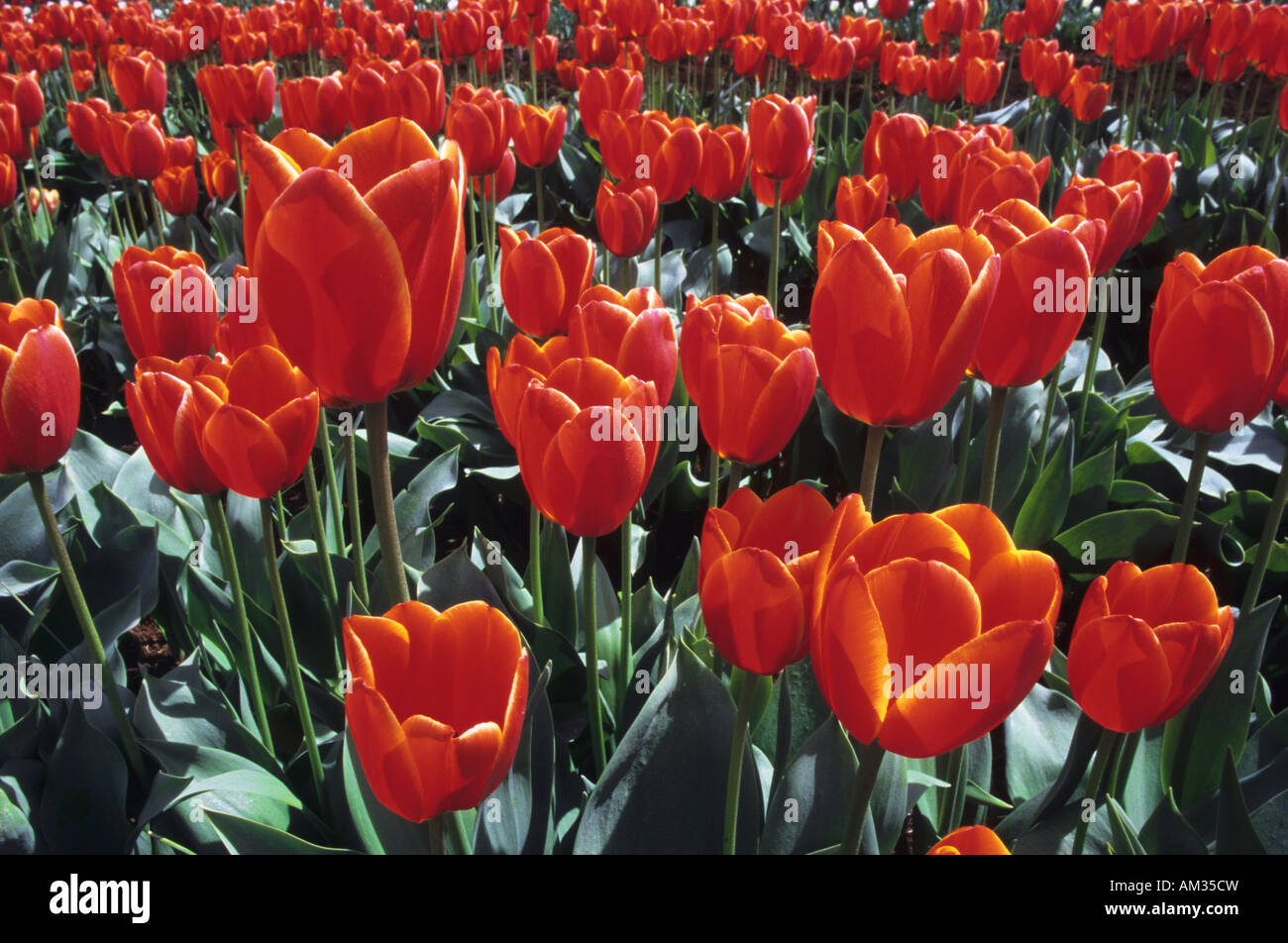 Beautiful red tulips at Table Cape Tulip Farm in Tasmania Stock Photo ...
