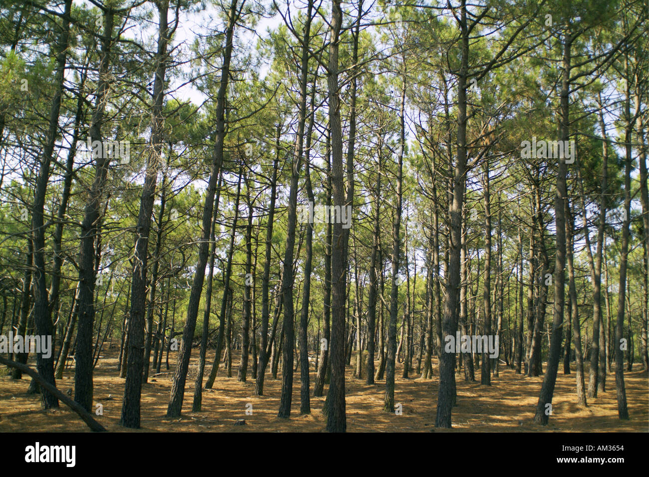 France Gironde Porge Ocean Maritime Pine Trees In Landes Stock Photo ...