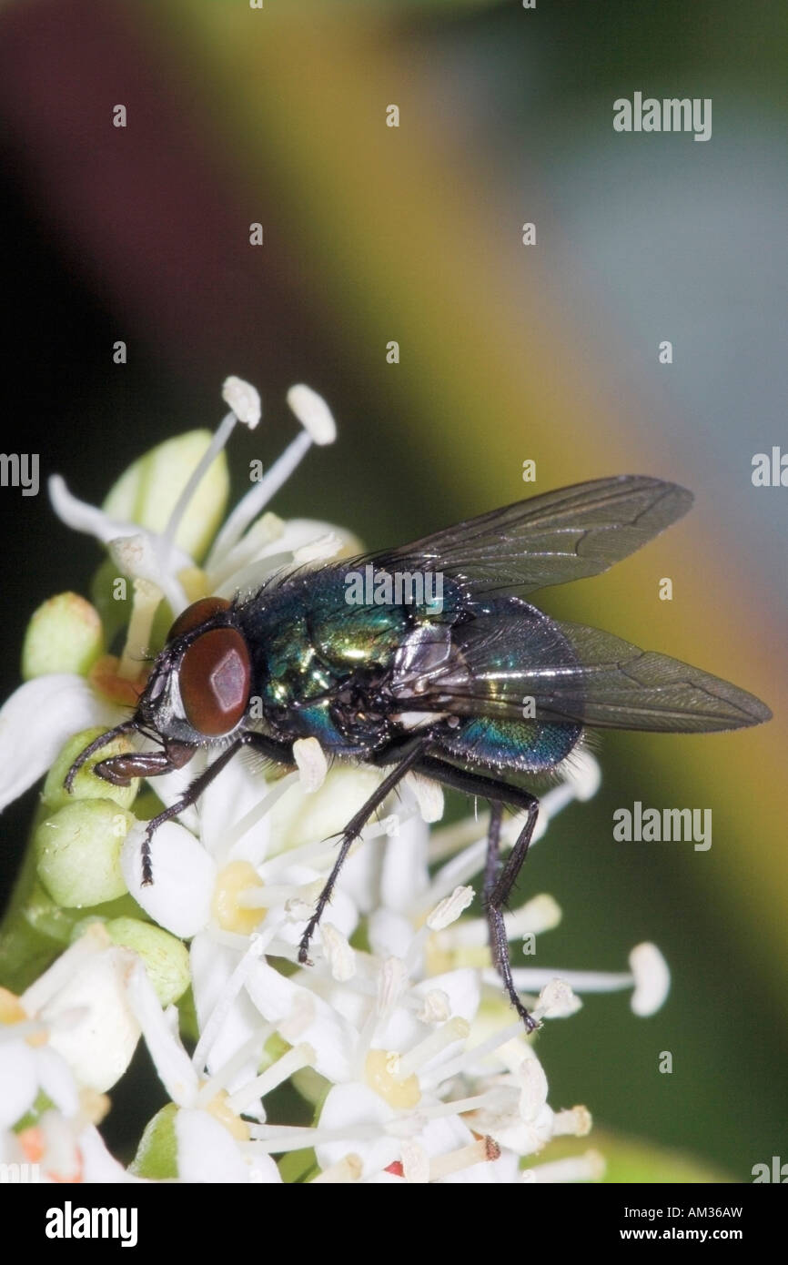 Green bottle fly (Lucilia sericata) on white flower, makro Stock Photo ...
