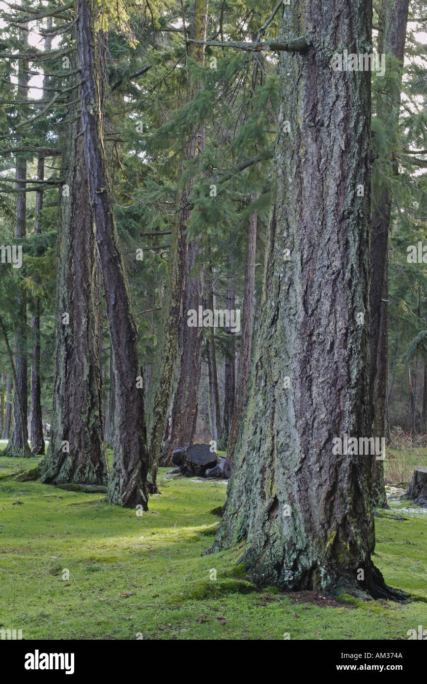 Forest and lush grass Rathtrevor Beach Provincial Park Vancouver Island ...