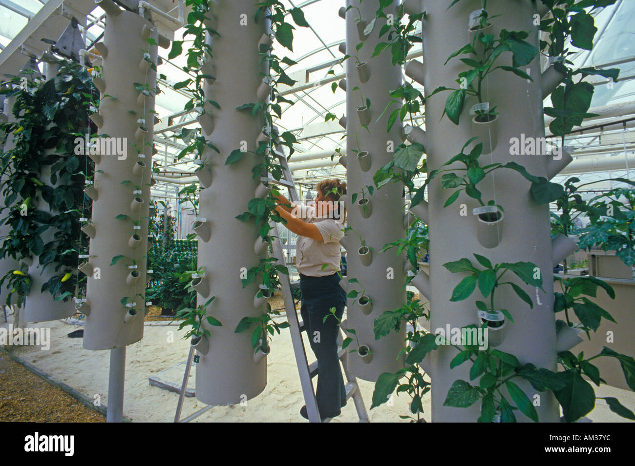 Hydroponic farming at the EPCOT Center FL Stock Photo - Alamy