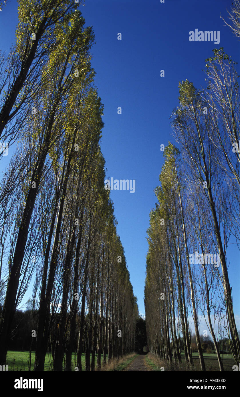 Line of Trees Stock Photo - Alamy