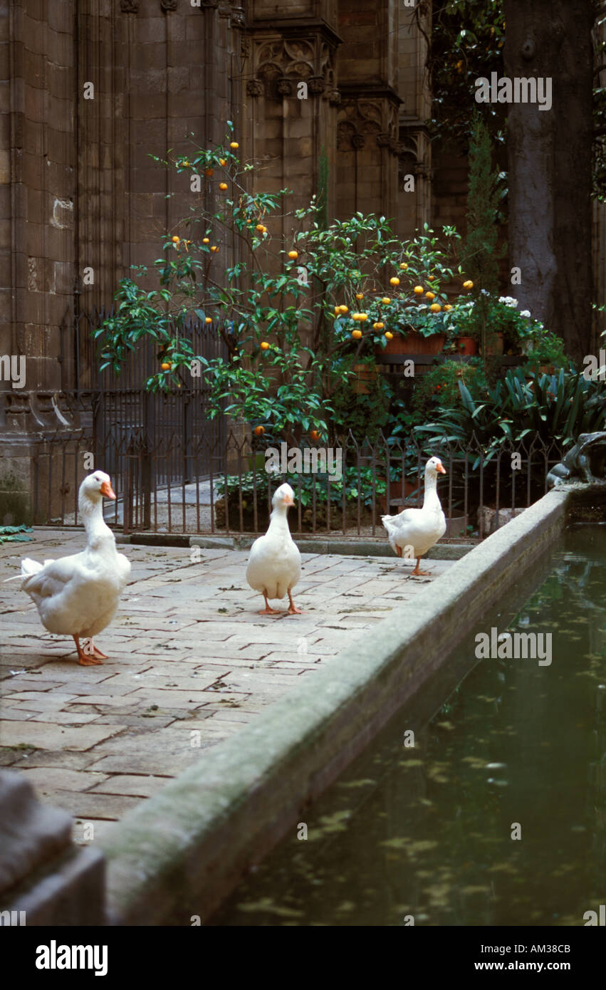 Geese in a Cathedral in the Barri Gothic area of Barcelona Spain Stock ...