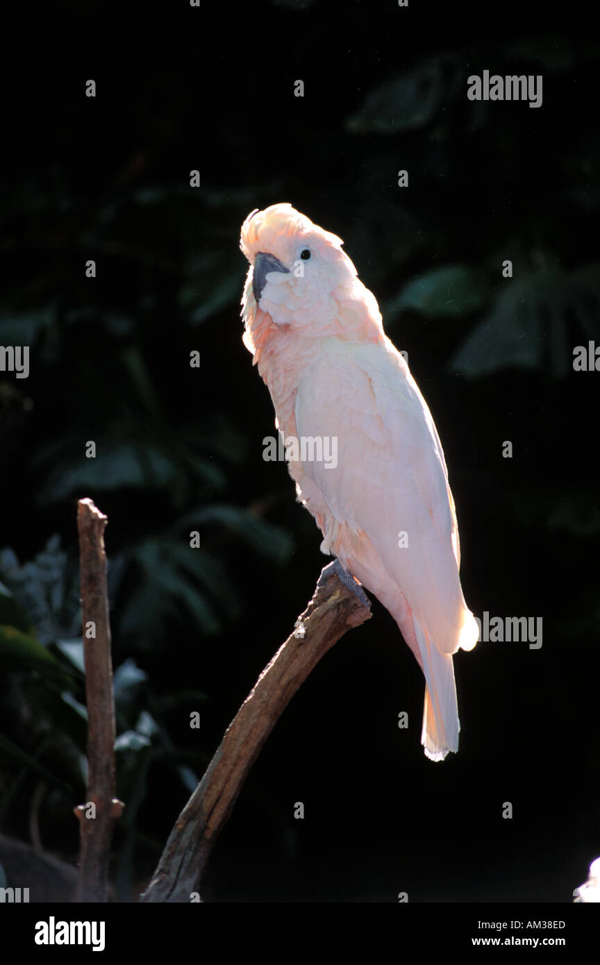 Cockatiel on a branch Stock Photo - Alamy
