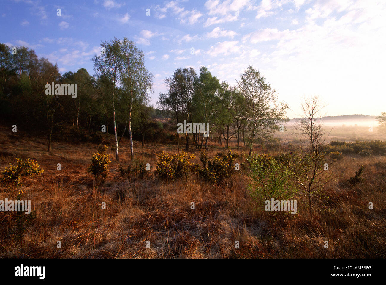 Dawn on Chobham Common Stock Photo - Alamy