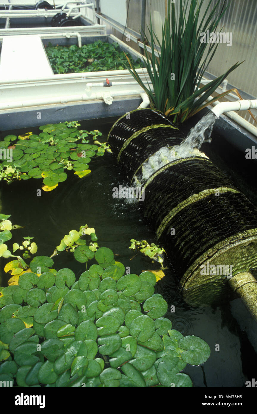 Hydroponic farming at the University of Arizona Environmental Research ...