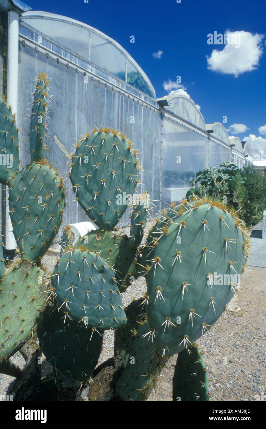 Cacti at the University of Arizona Environmental Research Laboratory in ...