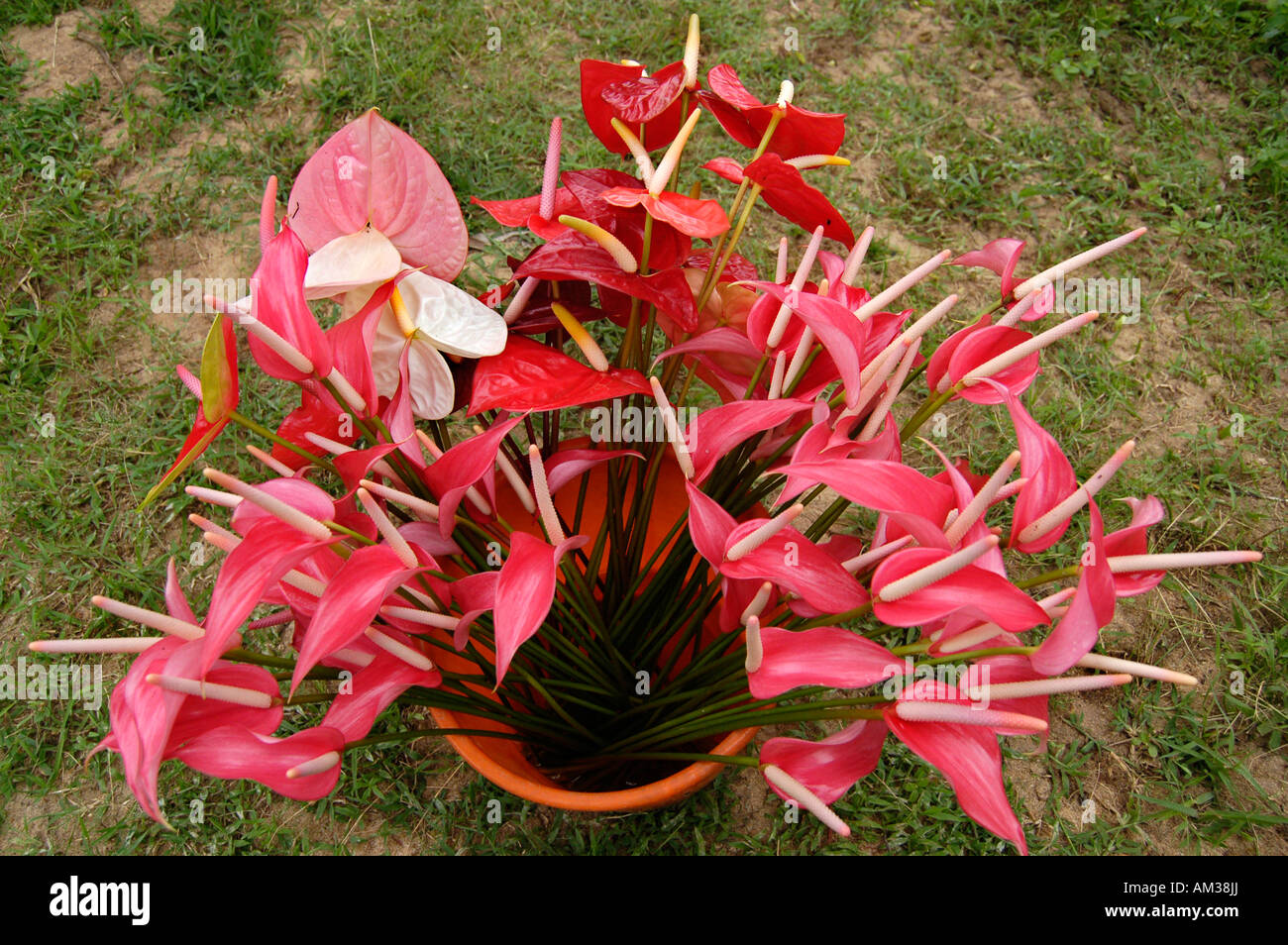 Natures of kerala hi-res stock photography and images - Alamy