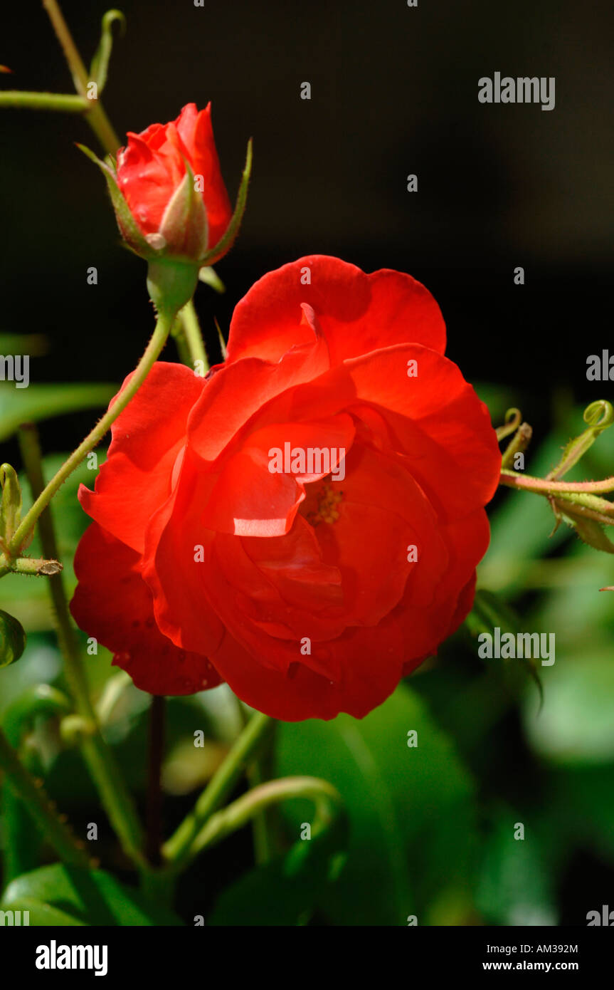Hybrid Tea Rose Called Alexander Stock Photo - Alamy