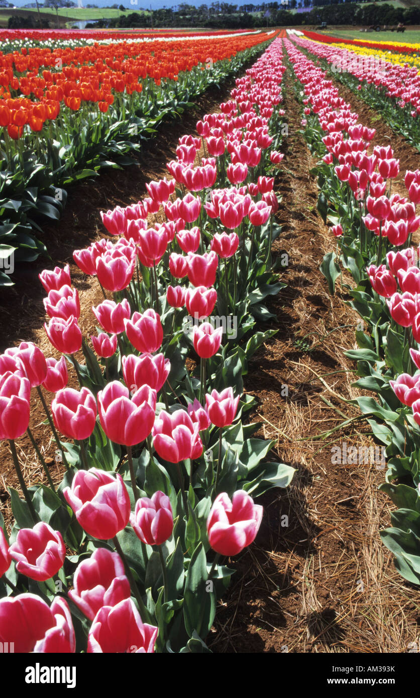 Rows of colourful tulips at Table Cape Tulip Farm in Tasmania Stock ...