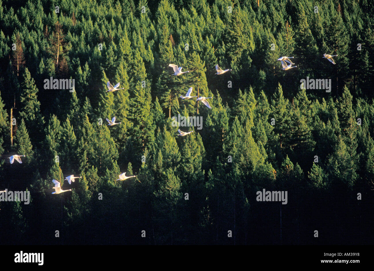 Trumpet swans at sunset over Blanchard Lake ID Stock Photo - Alamy
